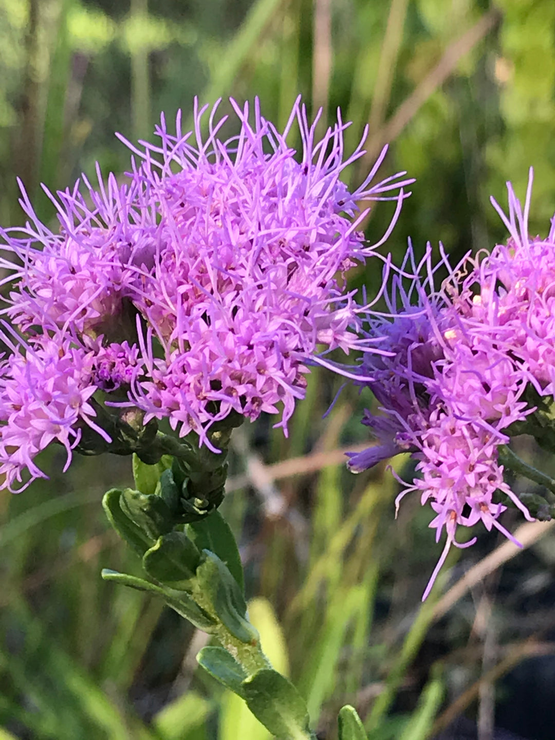 Florida Paintbrush 4” Pot – Florida Native Wildflowers - Maple Street ...