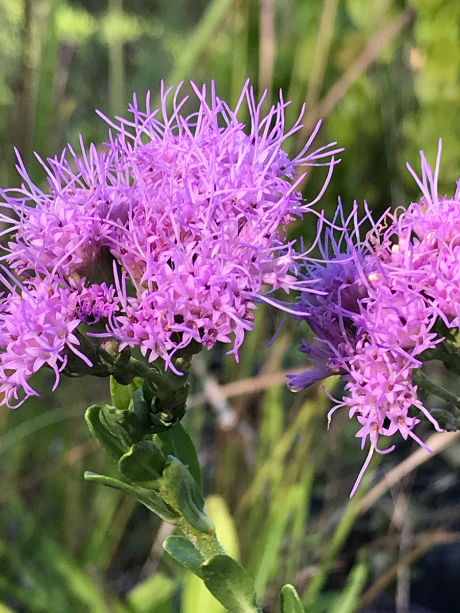Florida Paintbrush 4” Pot – Florida Native Wildflowers - Maple Street ...