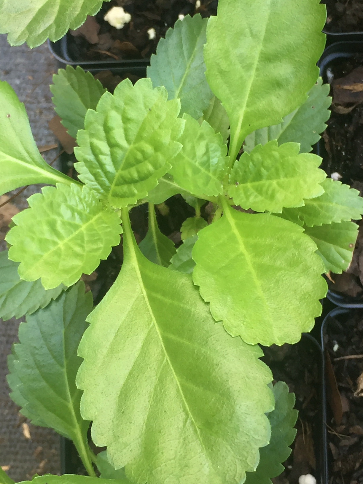 Blue Porterweed 4" Pot – Florida Native Wildflowers - Maple Street ...