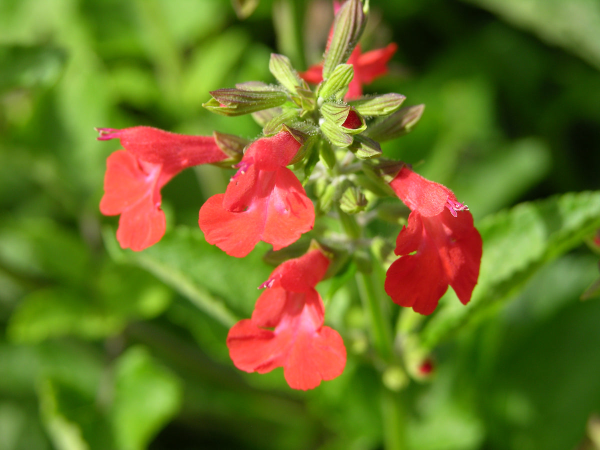 Red Sage Seed – Florida Native Wildflowers - Maple Street Natives, Inc.
