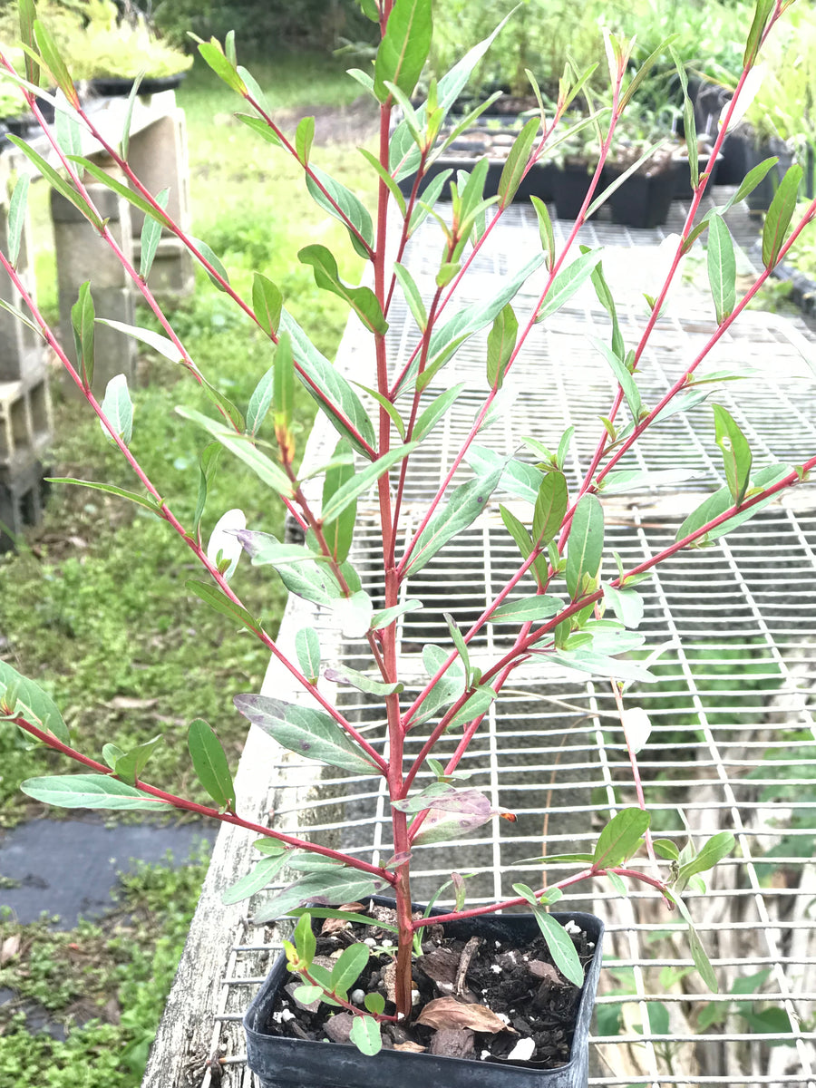 Seedbox Primrose Willow Seed – Florida Native Wildflowers - Maple ...