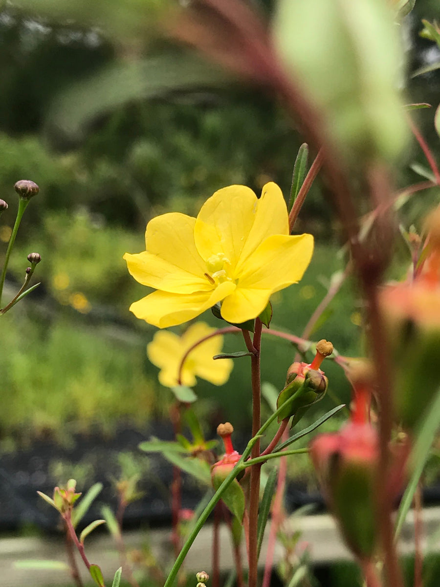 Seedbox Primrose Willow Seed – Florida Native Wildflowers - Maple ...