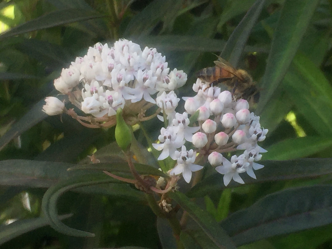 White Milkweed Seed – Florida Native Wildflowers - Maple Street Natives ...